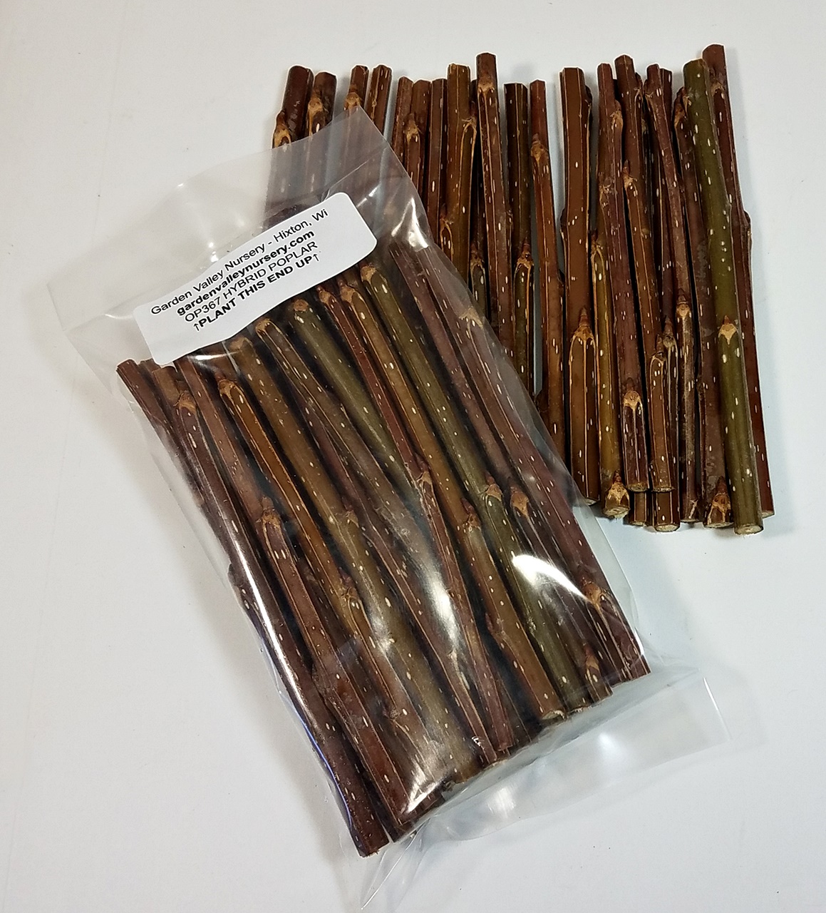 Hybrid Poplar OP-367 20 - 5" Cuttings - Garden Valley Nursery